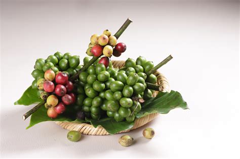 Koleksi Biji Kopi Mentah Atau Biji Kopi Hijau Muda Segar Foto Stok Unduh Gambar Sekarang Istock