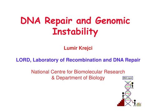 Ppt Dna Repair And Genomic Instability Powerpoint Presentation Free