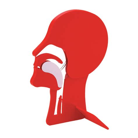 Head Section Model Arasca Medical Equipment Trading Llc