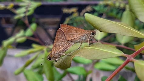 A Pair Of Butterfly During The Sexual Process Stock Image Image Of