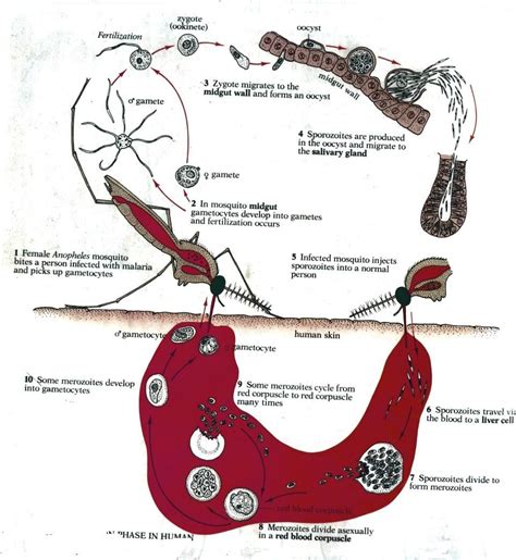 Simple Malaria Life Cycle Diagram