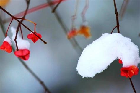小雪丨二十四节气