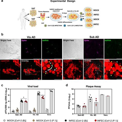 Visceral Adipose Tissue Cells Express More Ace2 Than Subcutaneous