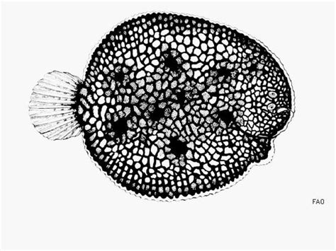 Indian River Lagoon Species Inventory Image Details