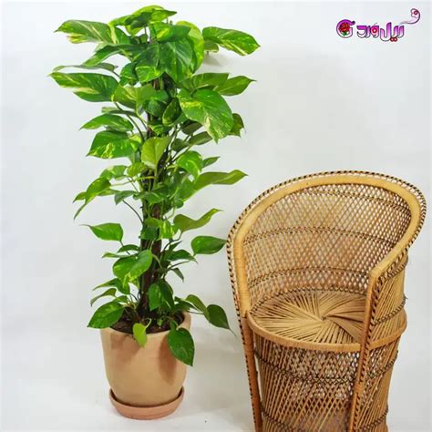 خرید و قیمت انواع پتوس با بالاترین کیفیت گلکده گیل ورد