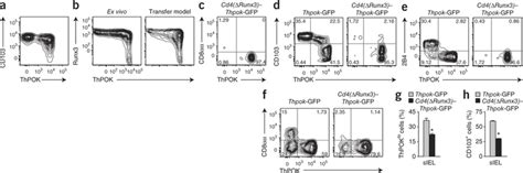 Upregulation Of Runx3 Expression Precedes The Downmodulation Of Thpok