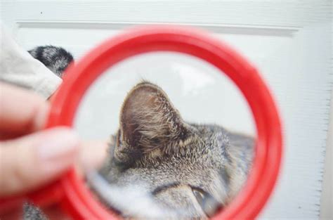 Primary Science Jumbo Magnifiers Review By Learning Resources