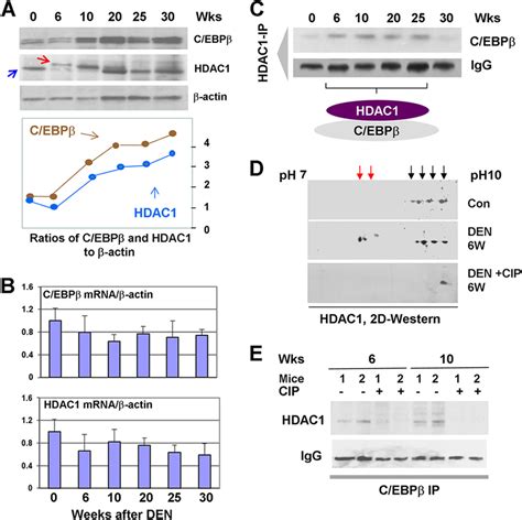 Accumulation Of Complexes Of C Ebp And Hdac1 In Den Treated Mice A Download Scientific