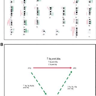 A Overview Of The DNA Copy Number Changes Detected By Comparative
