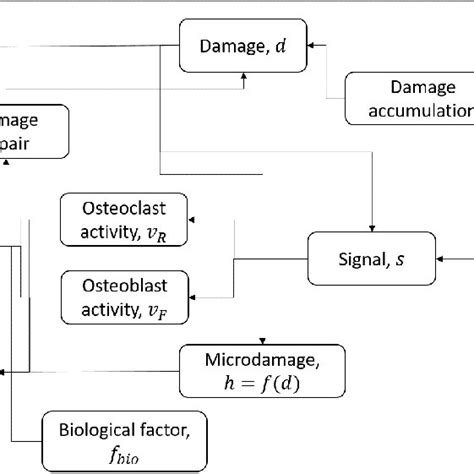 Flowchart Of Bone Remodeling Algorithm Based On Bmu Activity And Damage Download Scientific