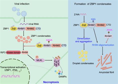 Zbp1 Condensate Formation Synergizes Z Nas Recognition And Signal