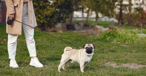 Así Puedes Inscribirte Al Padrón Para Ser Paseador De Perros En La Cdmx Infobae