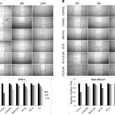 Inhibitory Effects Of Mc A Or Tq On Tgf β Induced Migration In Cancer