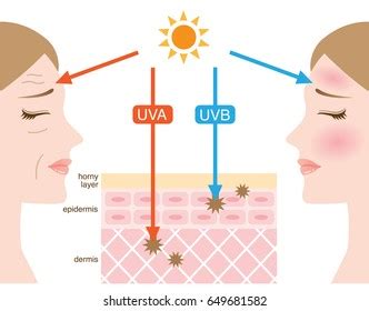 Mechanism Uva Uvb Radiation Stock Vector Royalty Free 649681582 Shutterstock