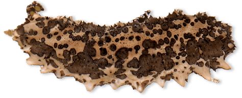 Echinoderms Amnh