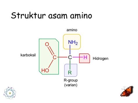 41asam Amino Dan Protein