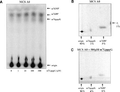 The Addition Of Free Cap Analog Has Minimal Effects On Dcp1dcp2 Like