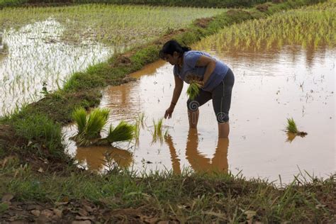 A Beautiful Young Doing Manual Planting Of Rice Plant Seeds In To Wet
