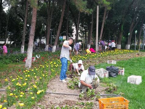 12万株孔雀草四季海棠花为石河子披上靓装这3个地方大变样 花卉