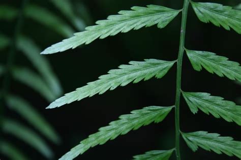 Asplenium Auritum Aspleniaceae