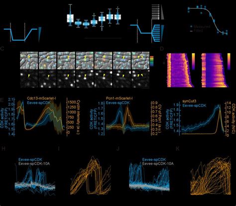 Characterization Of Eevee Spcdk In The Cell Cycle Of Fission Yeast A