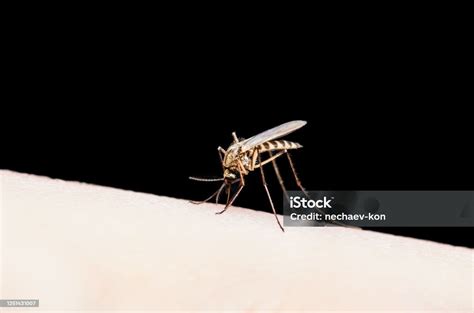 뇌염 황열병 말라리아 질병 또는 지카 바이러스 감염 된 Culex 모기 기생충 곤충 매크로 검은 배경에 격리 0명에 대한 스톡