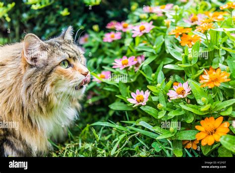 Closeup Side Profile Portrait Of Fluffy Large Maine Coot Cat Face