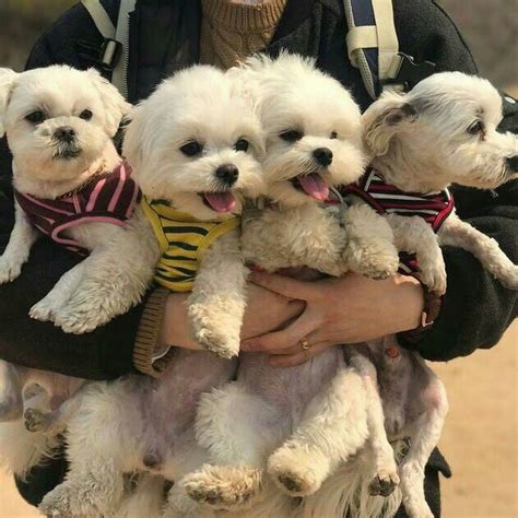 Маленькие породы собак в китае 63 фото картинки Sobakovod Club