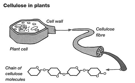 Why Cant We Eat Grass