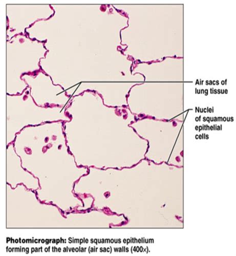 Cells Flashcards Quizlet