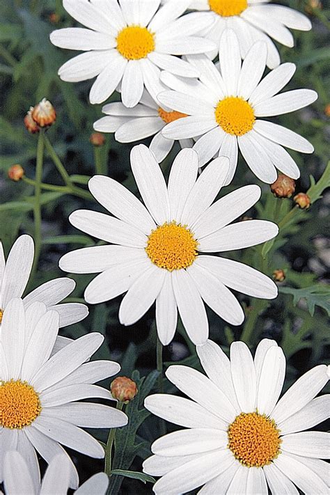 Kalimeris Integrafolia Daisy Mae Daisy Mae Japanese Aster Maple