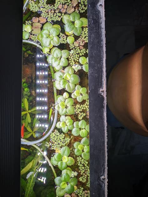 Question About Frogbit Root Rplantedtank