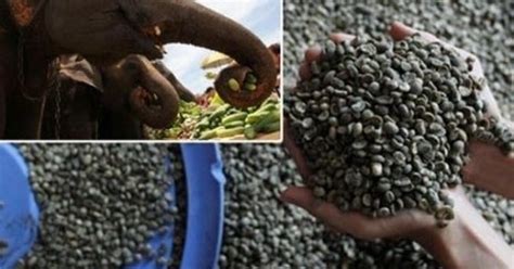 Cibetková Káva Už Nie Je In Teraz Letia Slonie Exkrementy