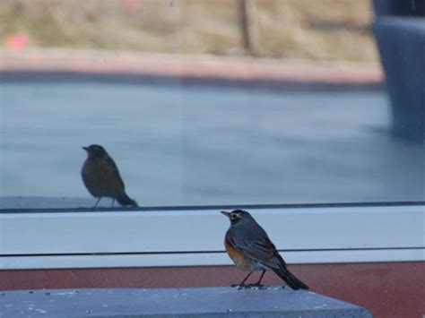 Attacking Bird