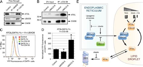 Ubxd8 Regulates The Association Of Atgl With Its Activator Cgi 58 A