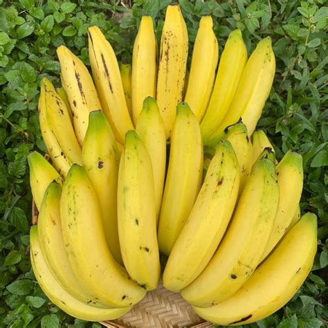 Gros Michel Banana Big Mike Pre Order Miami Fruit