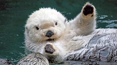 Otter Wallpaper 1920x1080 74920