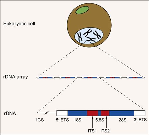 3 The Internal Transcribed Spacer Regions And Rdna In Eukaryotes Its Download Scientific