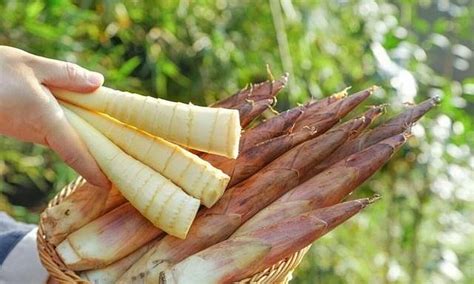 春笋上市 教你做油焖笋 掌握4点 鲜嫩脆爽 附上春笋挑选技巧 春笋 油焖笋 笋壳 新浪新闻 花瓣网