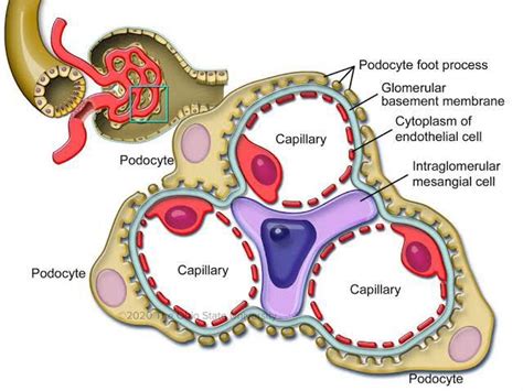 The Glomerulus MEDizzy