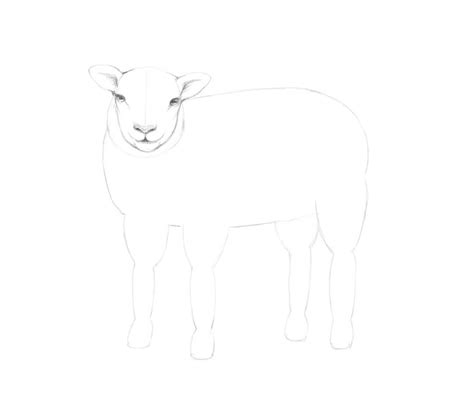 How To Draw A Sheep Envato Tuts How To Draw A Sheep Envato Tuts