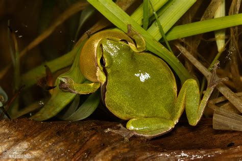 Common Tree Frog Photos Common Tree Frog Images Nature Wildlife Pictures Naturephoto
