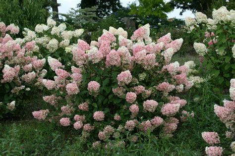 First Editions® Strawberry Sundae® Hydrangea — Nursery Wholesalers Inc