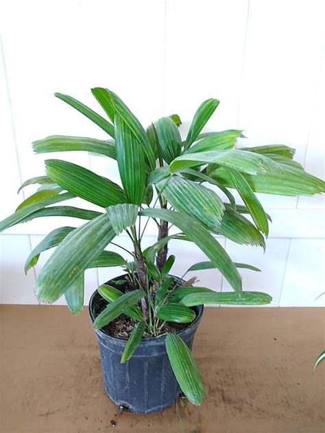 Rhapis Excelsa ‘koban Puffy Leaf Lady Palm Plantvine