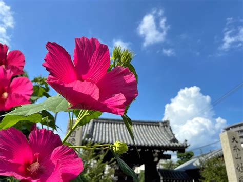 妙蓮寺の紅芙蓉 京都ちゅーすけのブログ