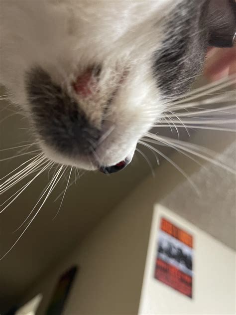 We Just Noticed This Spot Under My Cats Chin Hes Not Acting Weird Or