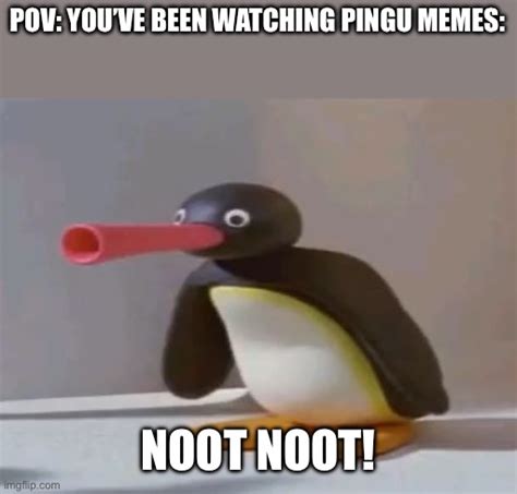 NOOT NOOT Imgflip