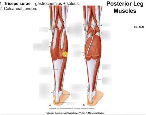 Posterior Leg Muscles Diagram Quizlet
