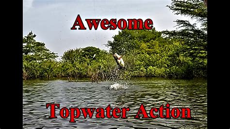 Awesome Topwater Action Youtube