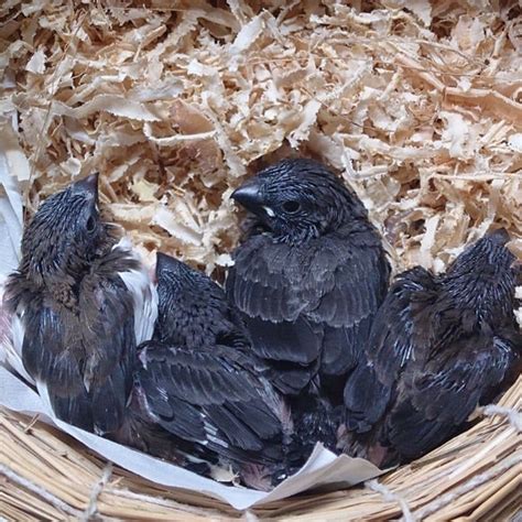 0531 十姉妹 ペットショップ イノウエの最新入荷情報